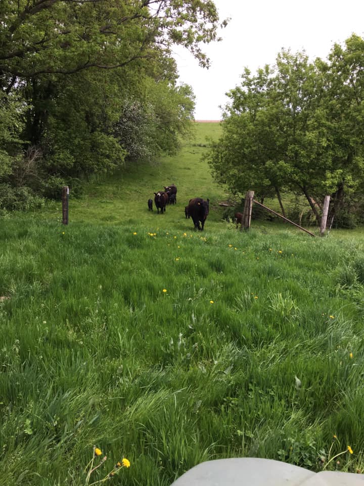 Diehl family farm – high quality beef, pork, chicken